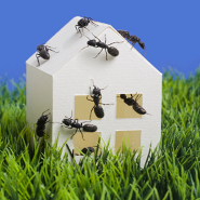 Types of Pests - Solid Pest